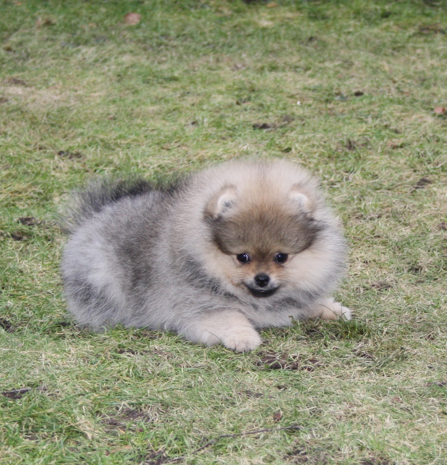 Varning: Köp INTE Pomeranian hund på Blocket