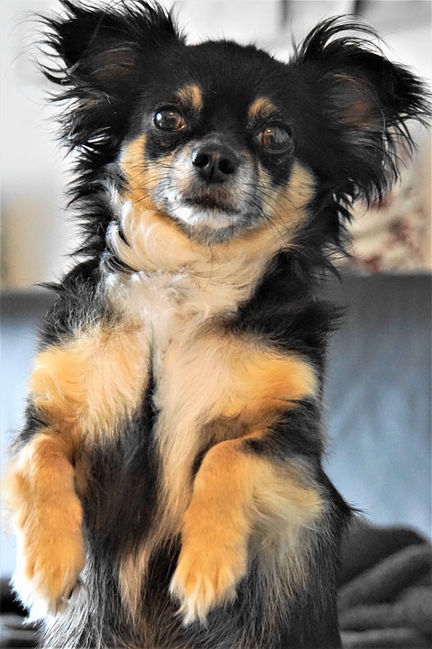 Stulen hund hittades till salu på Blocket – Dog News – Hundnyheter ...