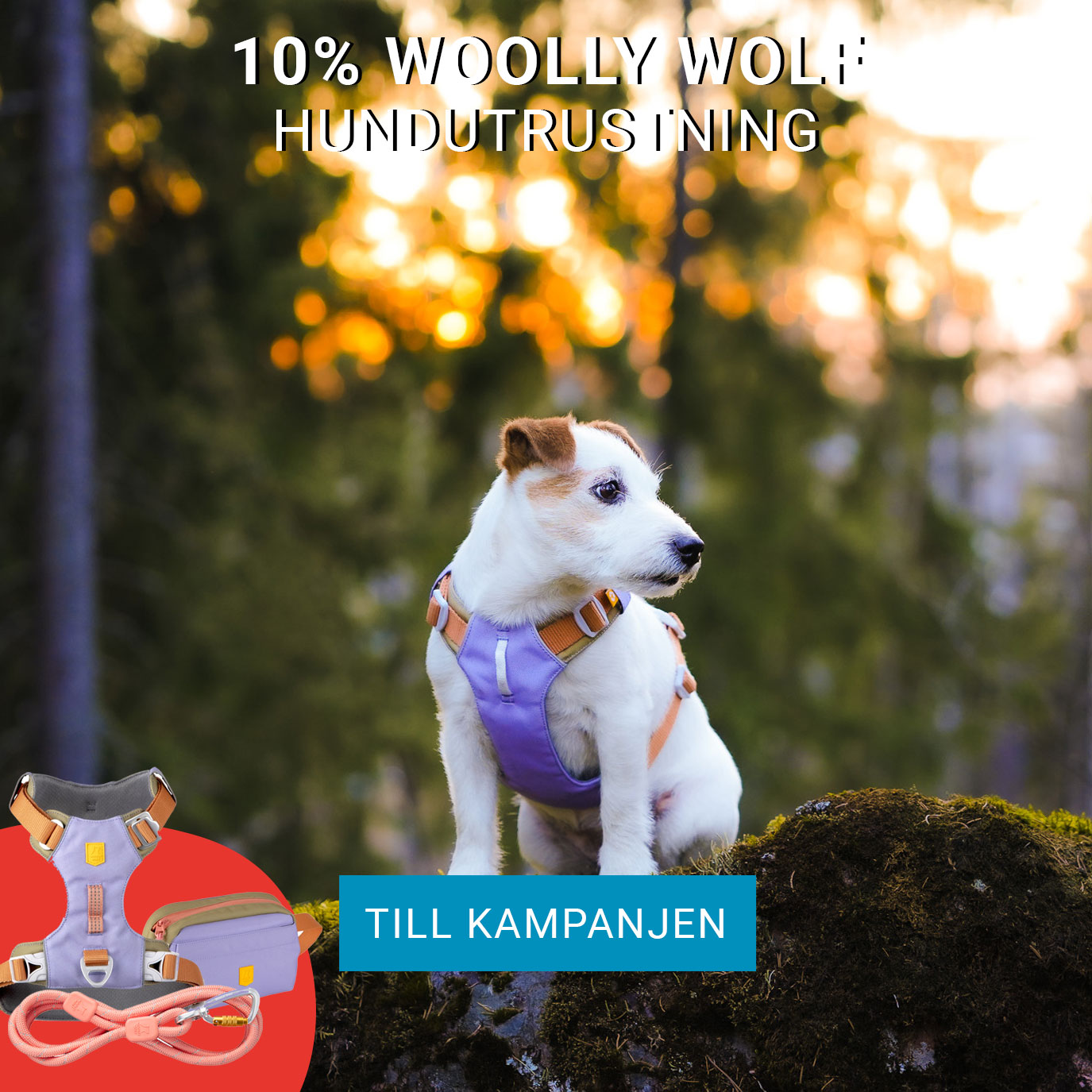 WW_Fall_1x1_SE – Dog News – Hundnyheter varje dag
