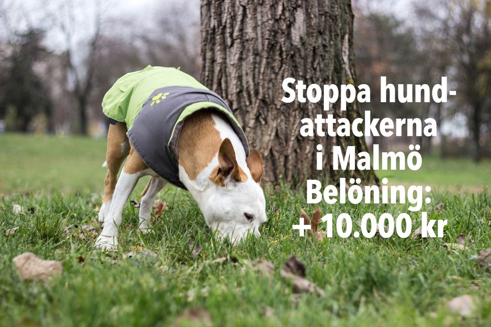 Belöning stoppa hundattackerna i Malmö – SKÄNK EN GÅVA – Dog News ...