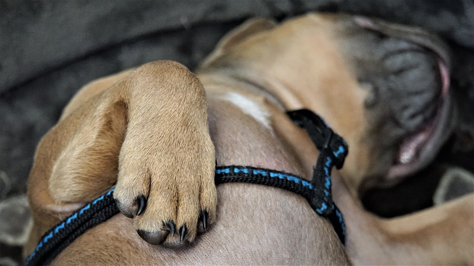 Hundvalp gick med brutet ben i en vecka utan vård