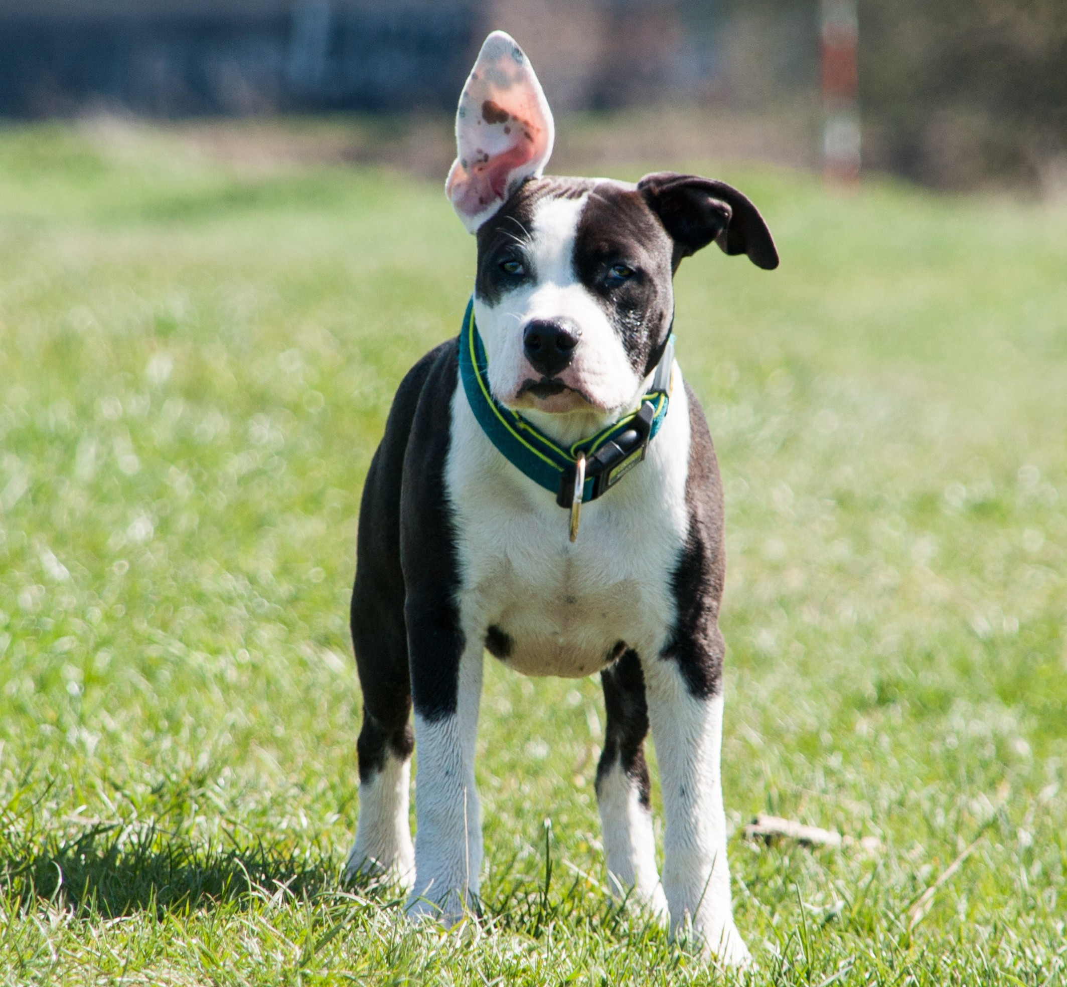 Hundextra lanserar en ny kunskapssajt om hundar – Dog News ...